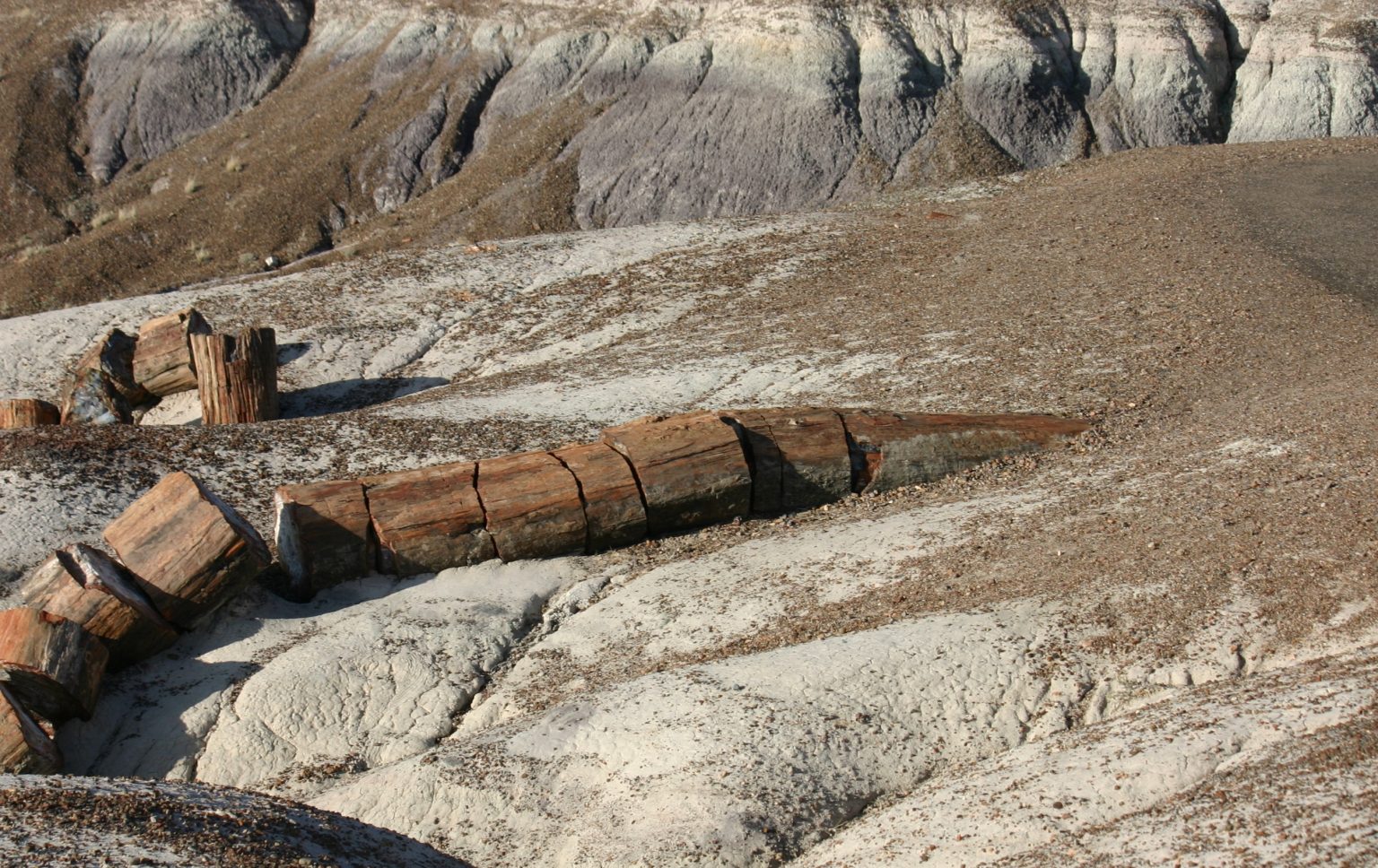 Petrified Wood « Stones True Story